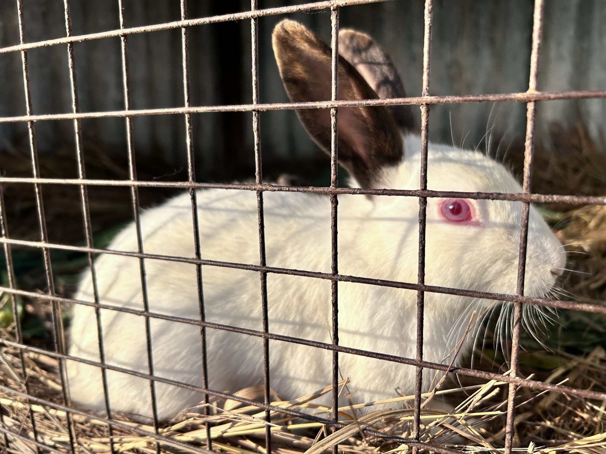Time to ban rabbit meat - Hop to Save Rabbits