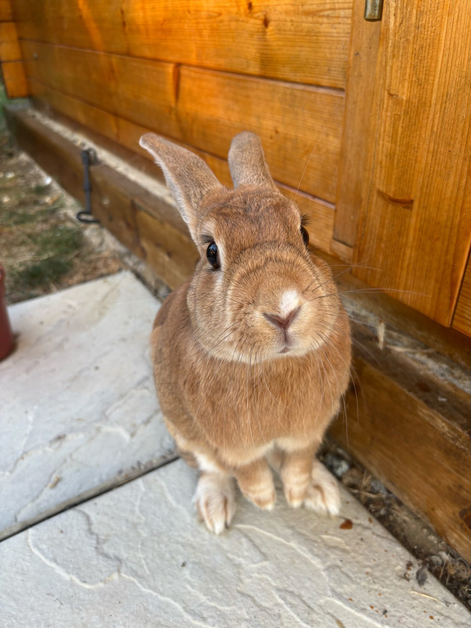 Protect Rabbits – Our Mission | Hop to Save Rabbits